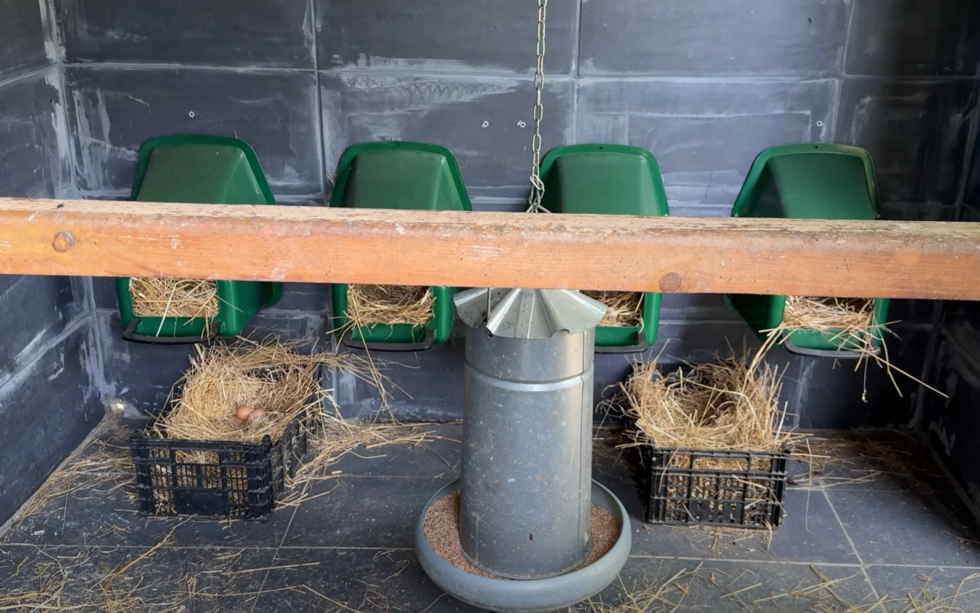 Comment se débarrasser définitivement des poux rouges dans un ...